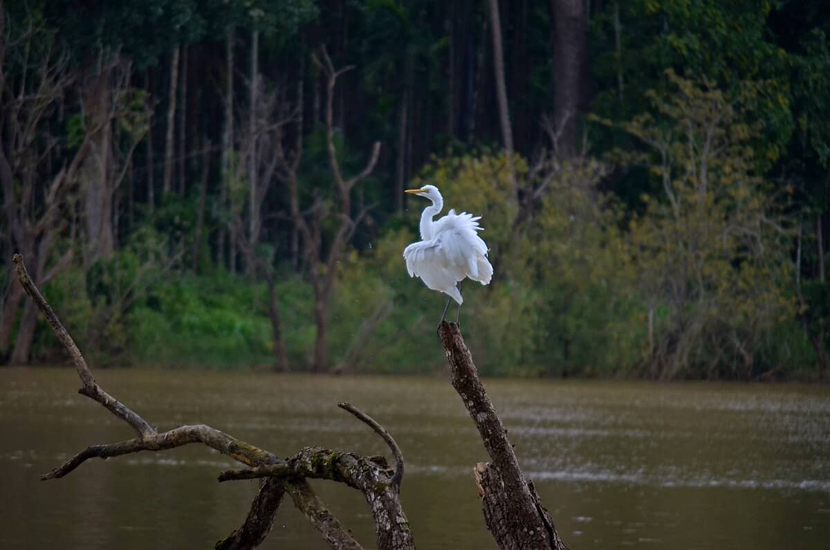 Explore Mandagadde Bird Sanctuary | Jungle Lodges and Resorts Stay