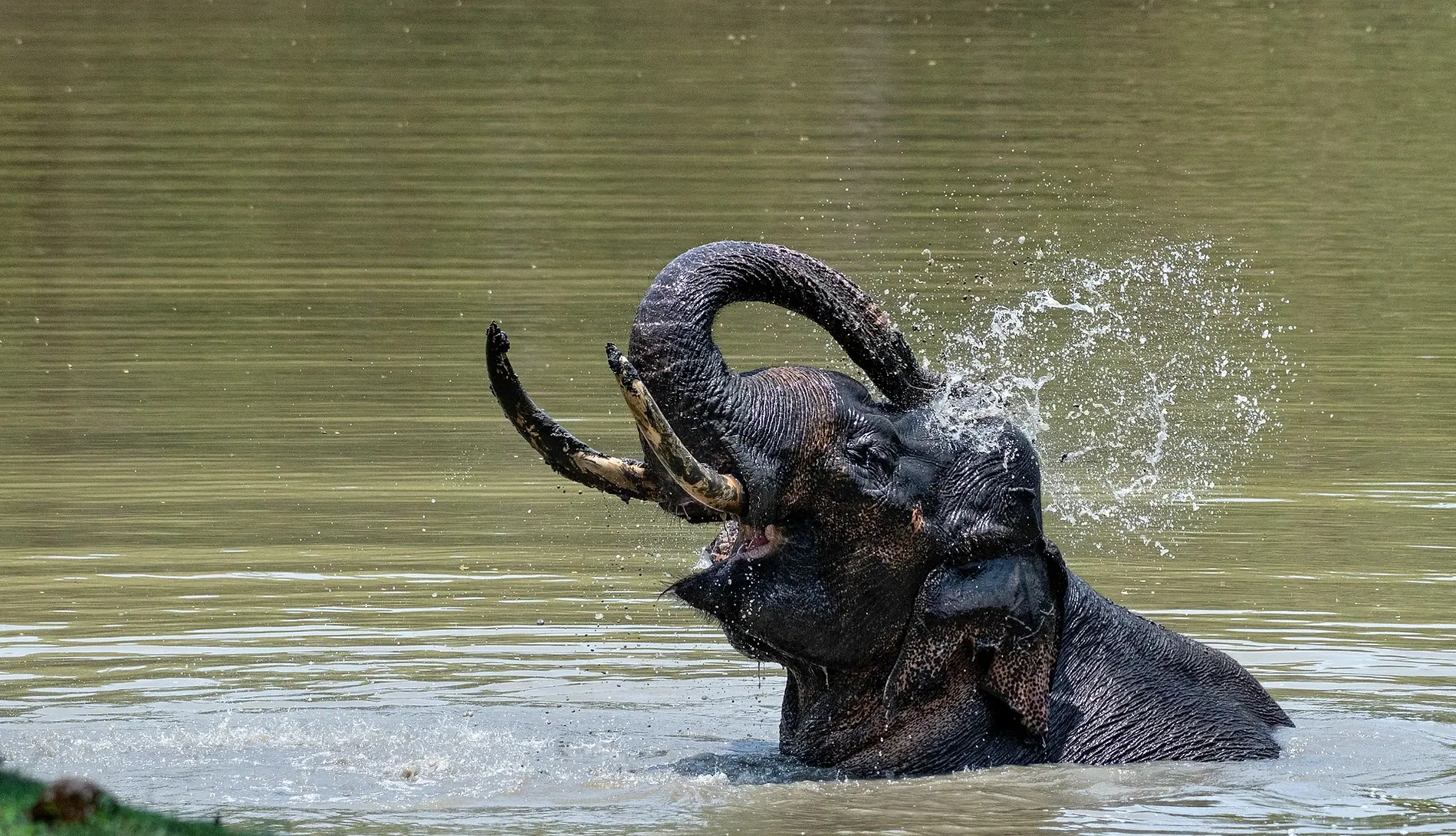 The Ultimate Guide to Booking Kabini River Lodge | Kabini River Resort ...