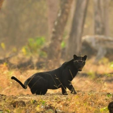 Best Jungle Resorts in Karnataka - Jungle Lodges Booking Platform | Avathi