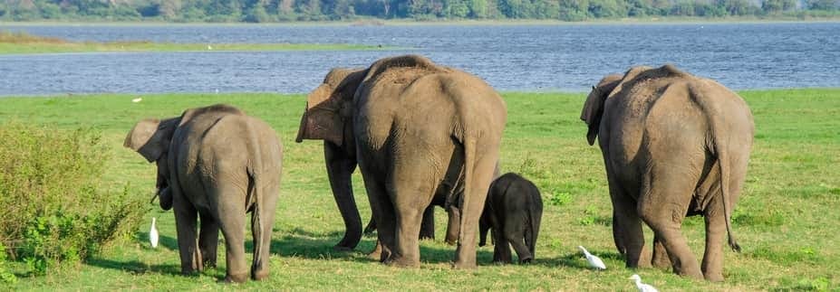 Koundinya Wildlife Sanctuary - Everything You Need To Know