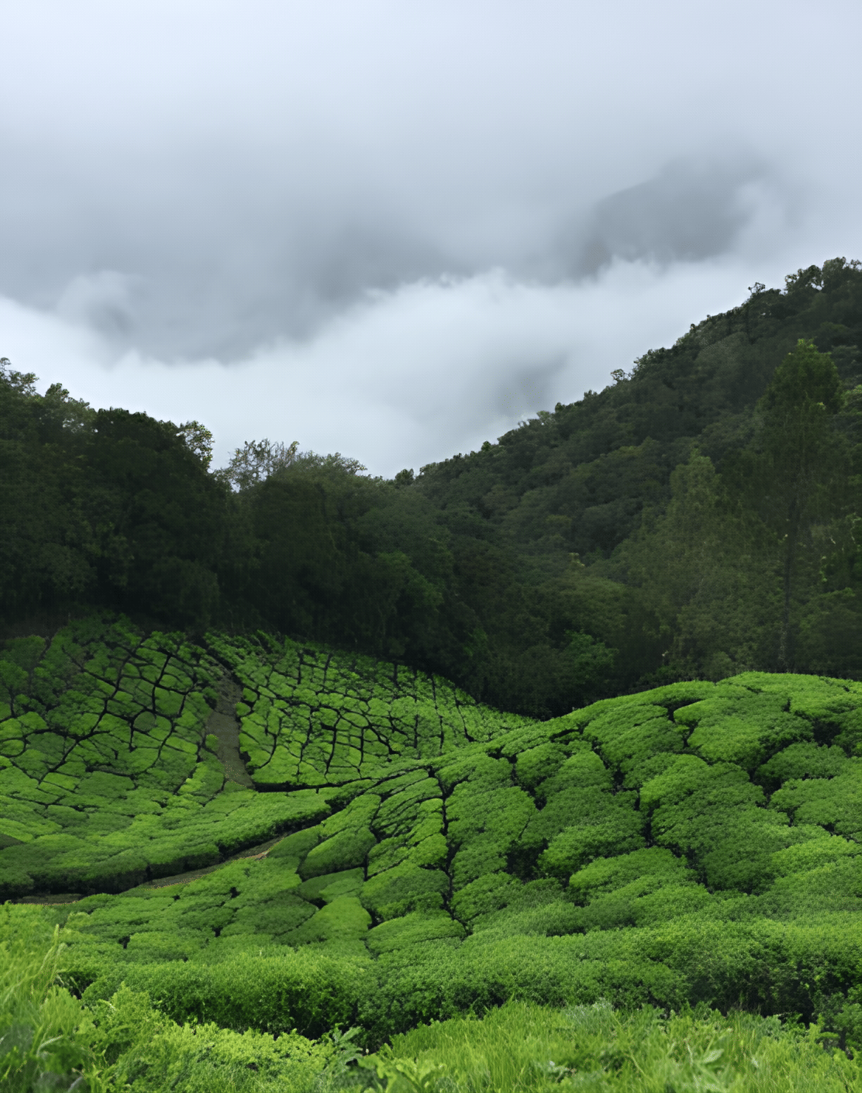 Longest Zipline in Wayanad, Kerala - Prices, Places, Best Time & More