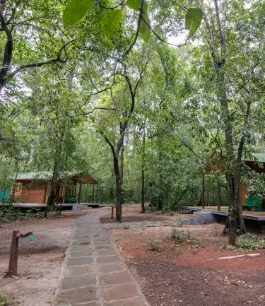 Best Jungle Resorts in Karnataka - Jungle Lodges Booking Platform | Avathi