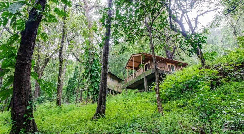 The Ultimate Guide to Kemmangundi Hill Resort | Jungle Lodges and ...