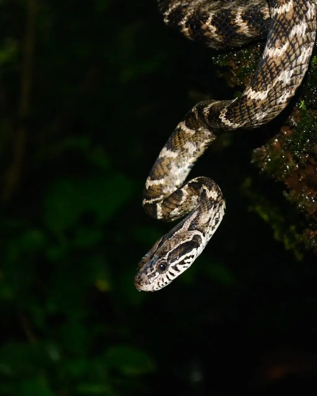 Open Jeep Jungle Safari in Goa