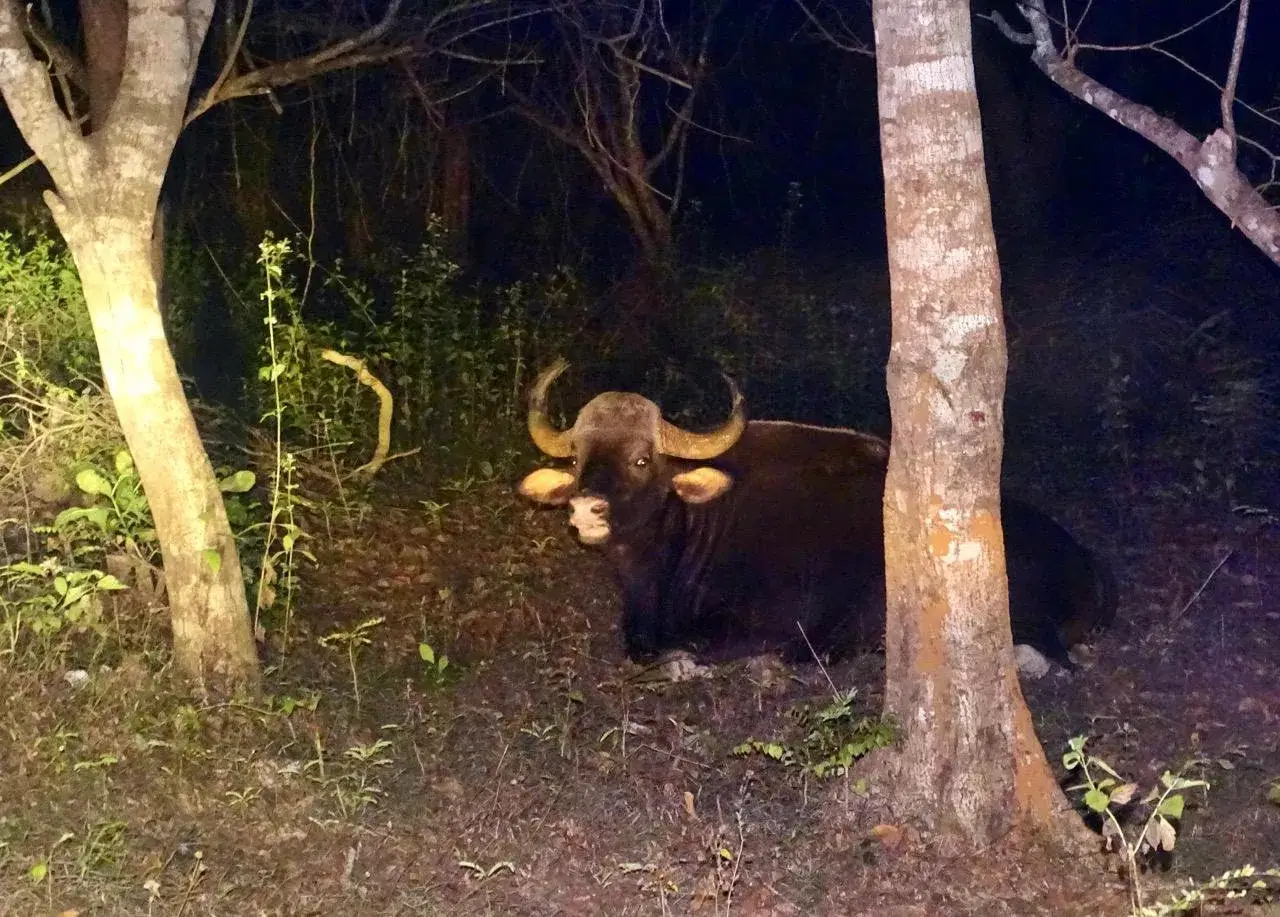 Jungle Night Safari in Goa