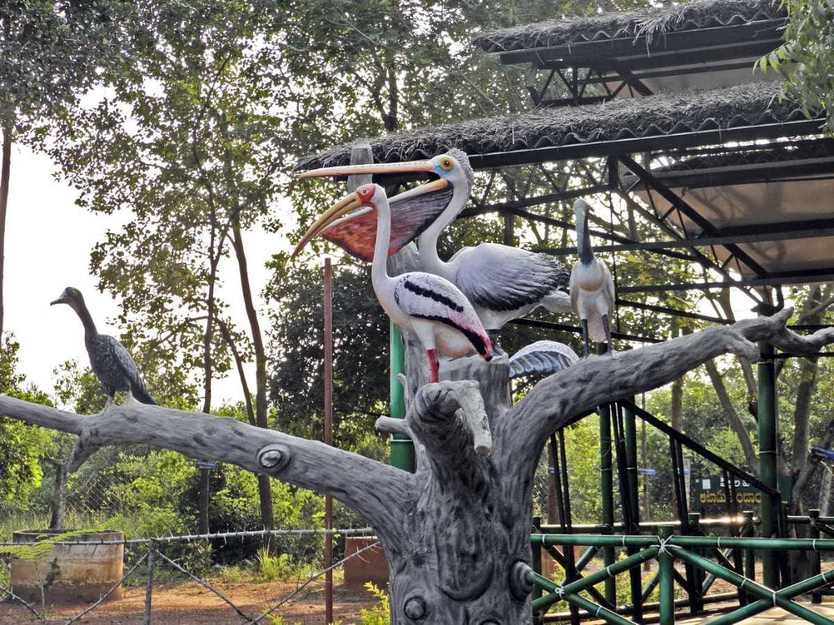 Explore Nelapattu Bird Sanctuary , Nellore - A Complete Guide | Avathi