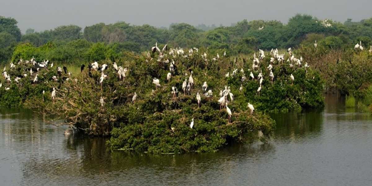Explore Nelapattu Bird Sanctuary , Nellore - A Complete Guide | Avathi