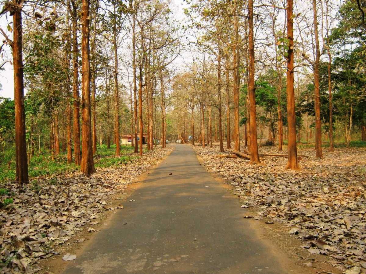 Nilambur Travel Guide: Top Attractions, Top Activities, Stay options ...